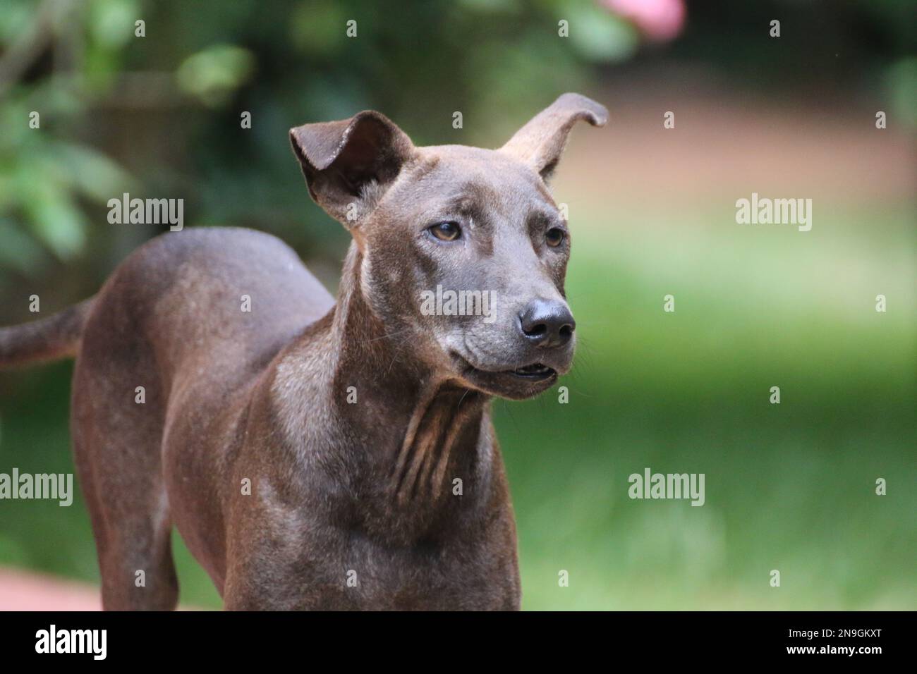 Stray dog issue hi-res stock photography and images - Alamy