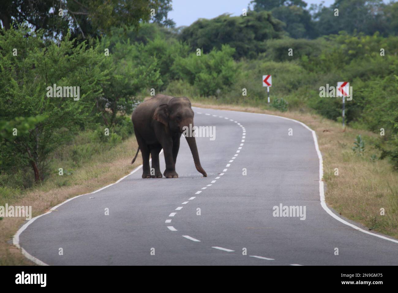 Elephant blocking the road in sri lanka Stock Photo - Alamy