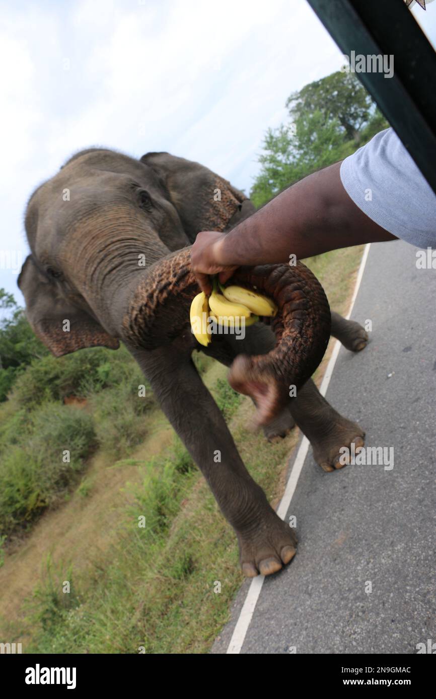 Elephant blocking the road in sri lanka Stock Photo - Alamy