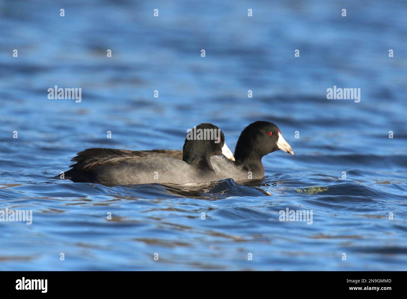 American coot family hi-res stock photography and images - Alamy