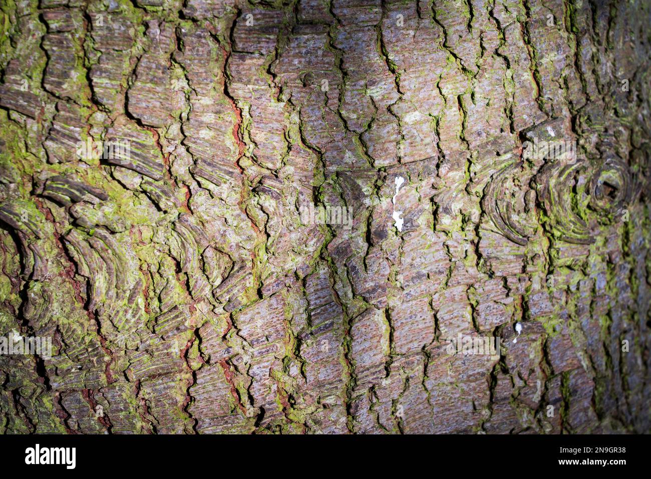 Textured background of tree bark Stock Photo - Alamy