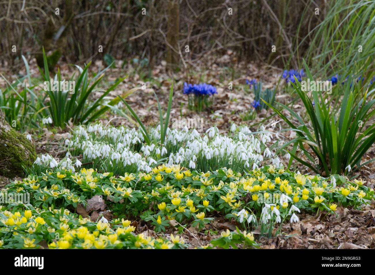 yellow winter aconites Eranthis Hyemalis, white snowdrops, galanthus ...