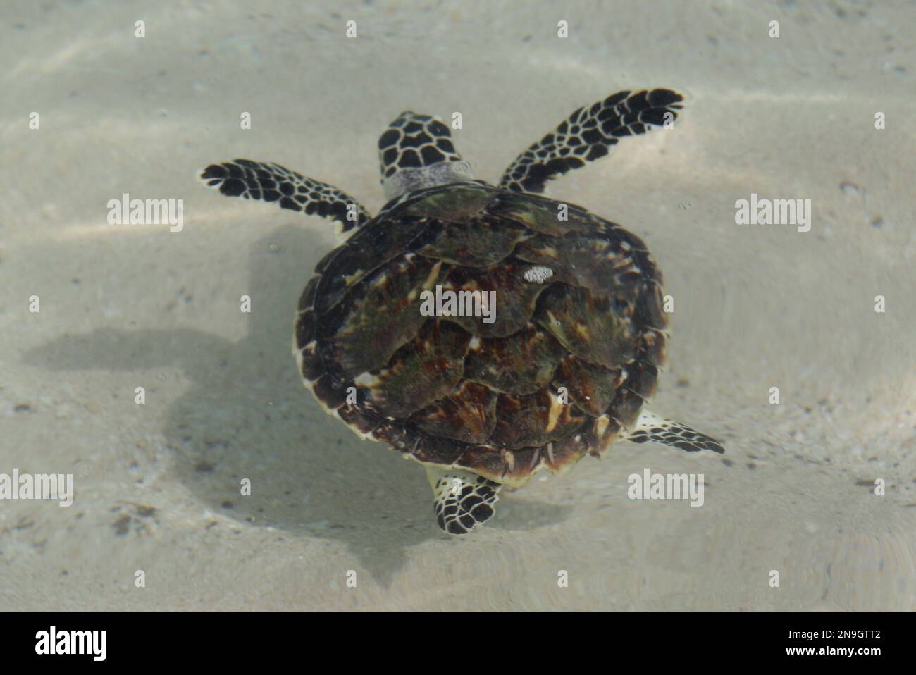 A Hawksbill turtle swims in the Gulf after being released during an ...
