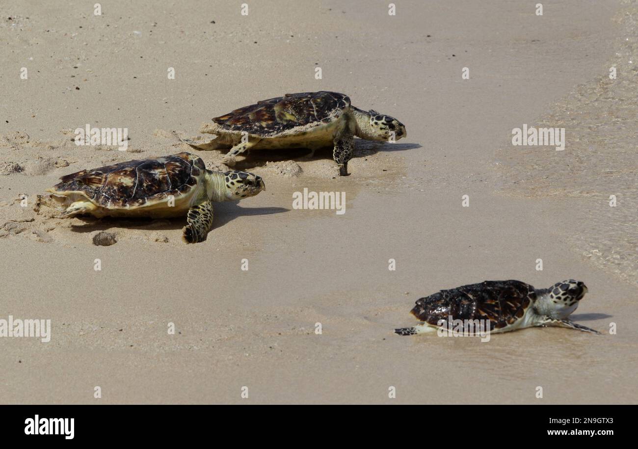 Hawksbill turtles find their way to the Gulf waters after being ...
