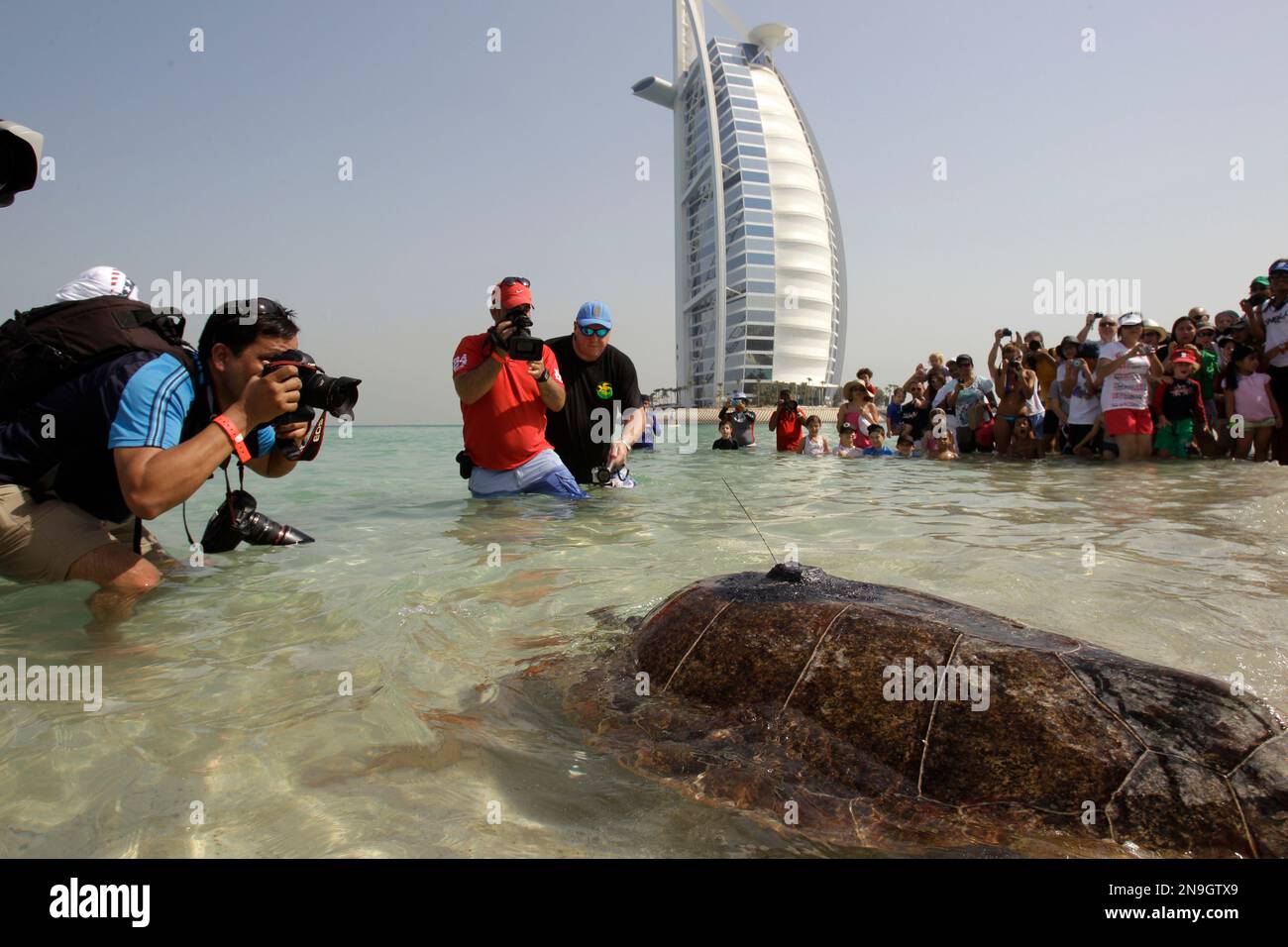 With the Burj al-Arab hotel in the background, a satellite-tagged sea ...
