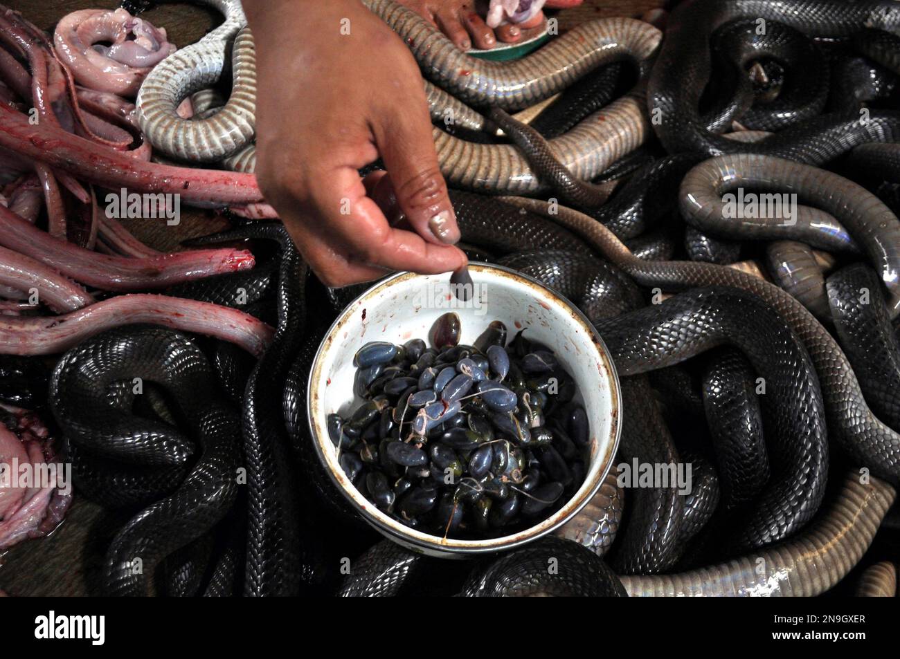 A butcher collects cobra gallbladders at a snake slaughterhouse in ...