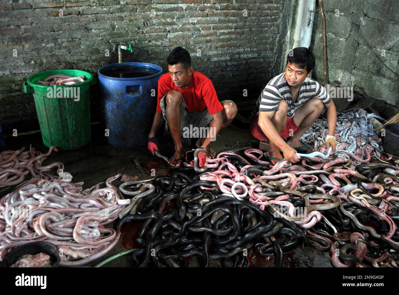 Butchers skin cobras at a snake slaughterhouse in Bantul, Yogyakarta ...