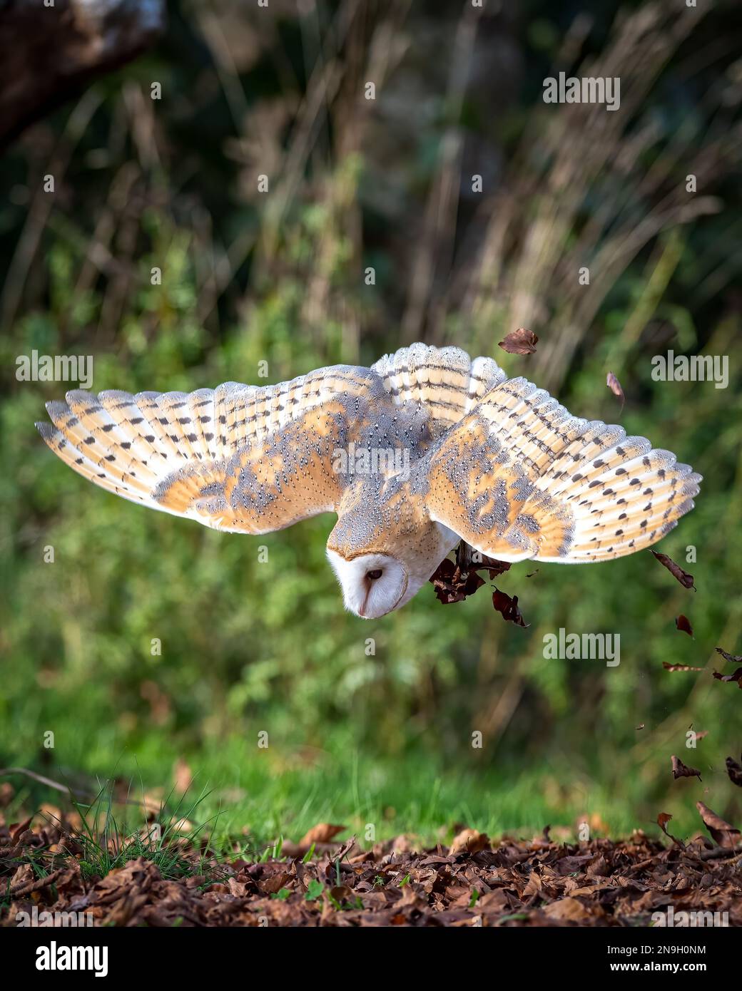 A vertical selective focus shot of a beautiful barn owl diving in ...