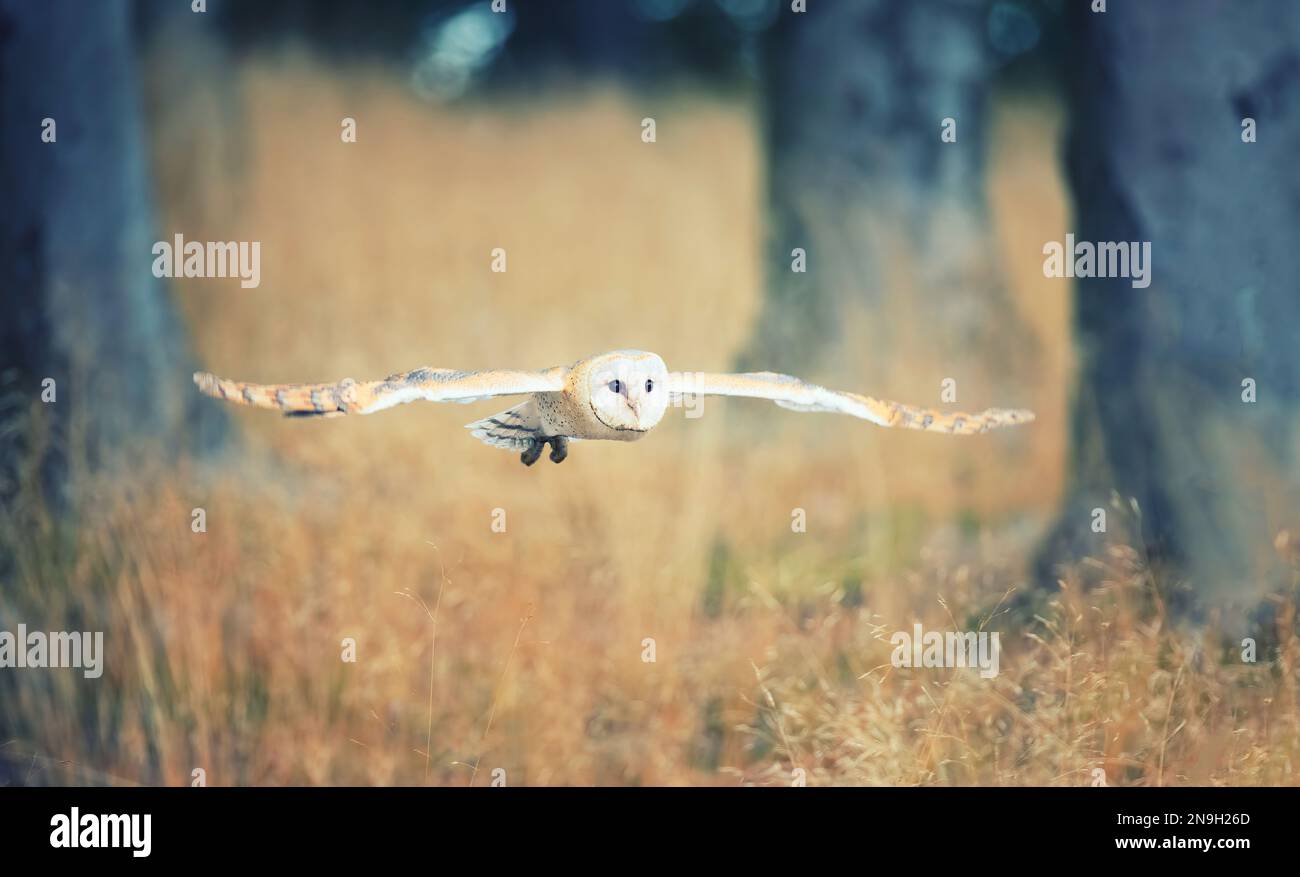 Owl in the dark forest. Barn owl, Tyto alba, nice bird fly on the old ...