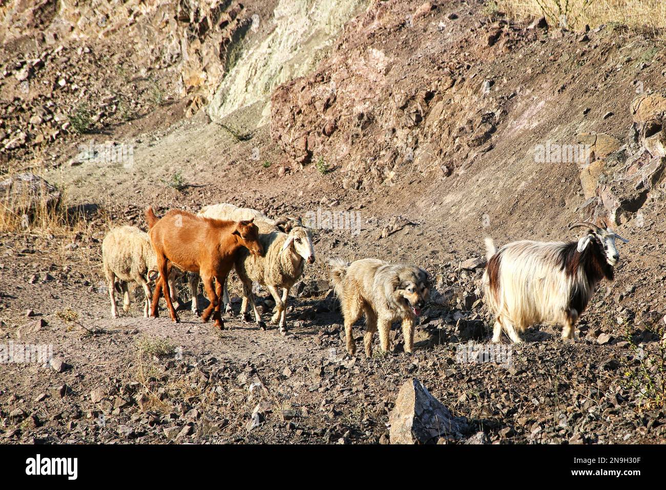 Dog grazes sheep and goats Stock Photo - Alamy