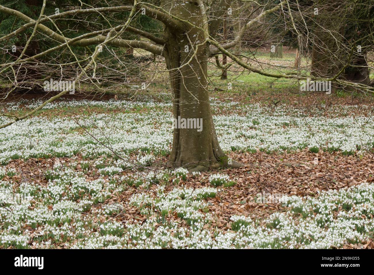 Growing under trees hi-res stock photography and images - Alamy