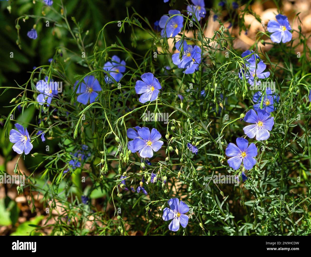 Low maintenance summer flowers hi-res stock photography and images - Alamy