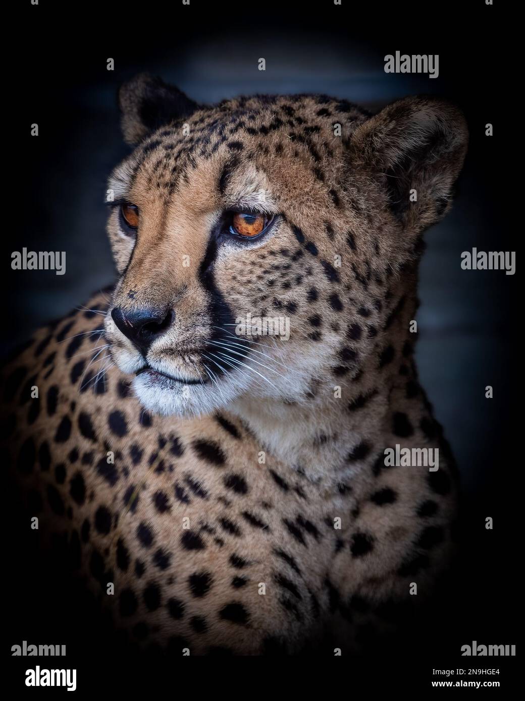 A vertical closeup shot of the details on a beautiful spotted cheetah ...