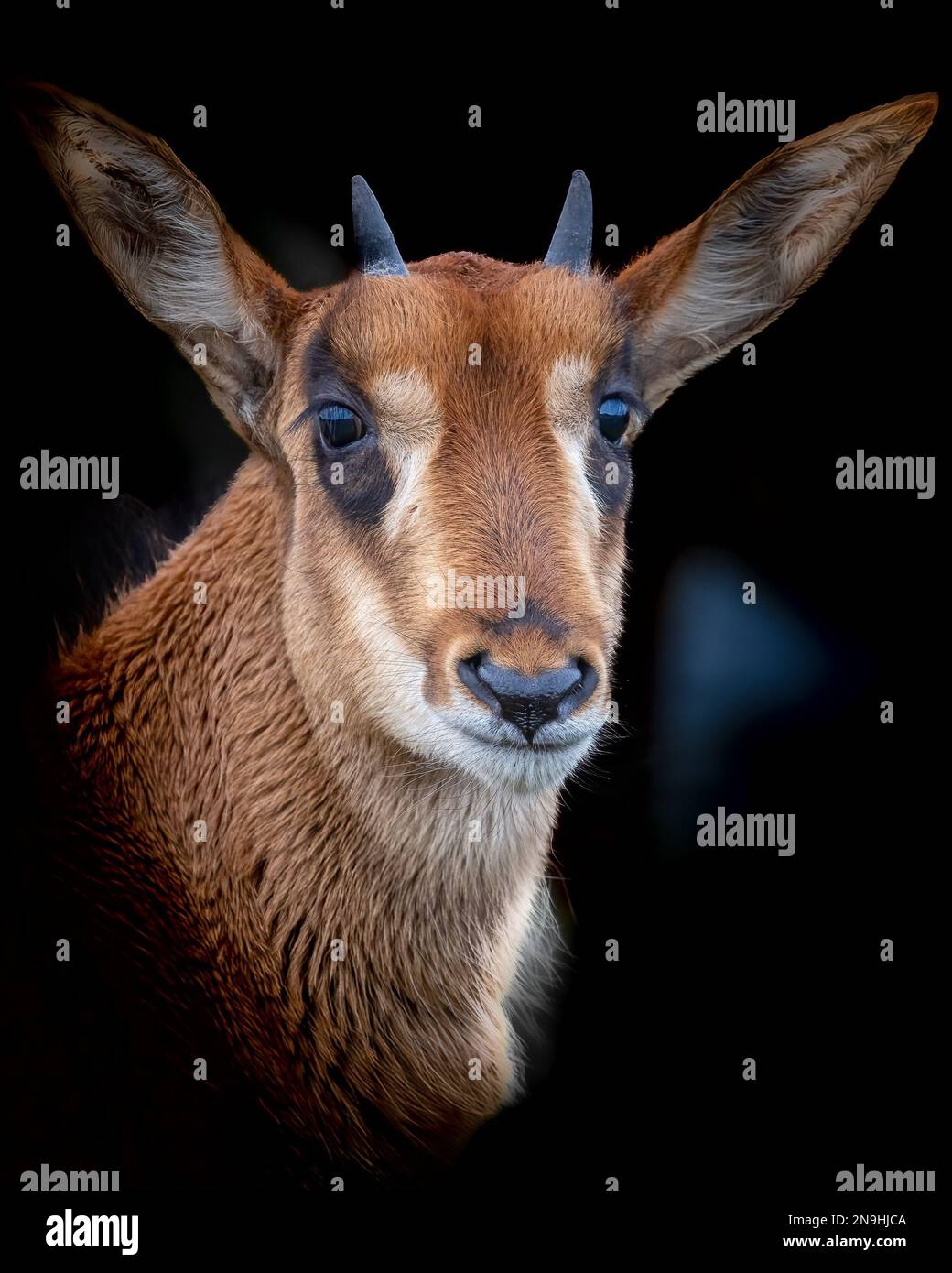 A vertical closeup shot of the details on a beautiful young sable ...