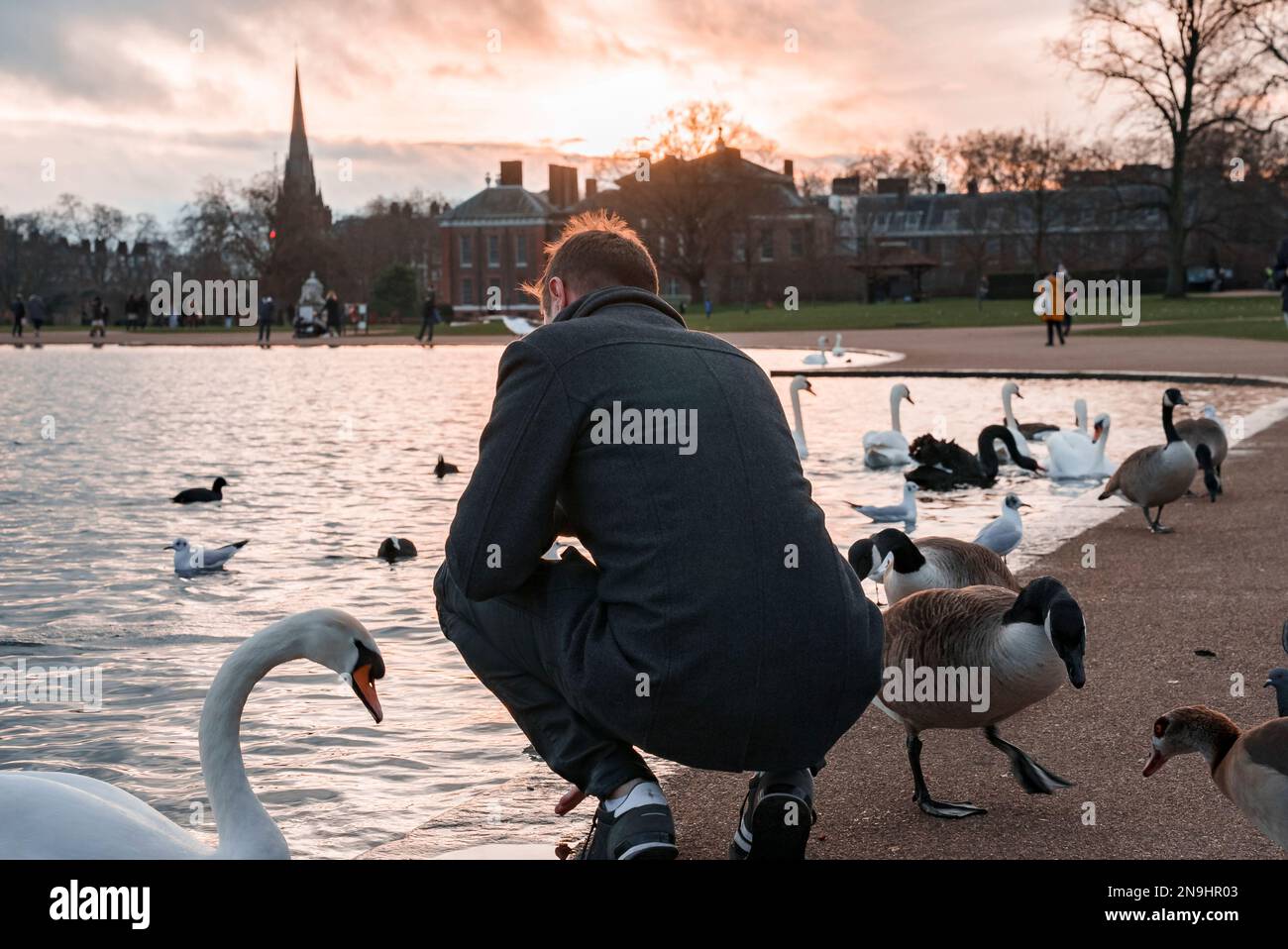 Rear view of man crouching by swans and geese at lakeshore in park ...