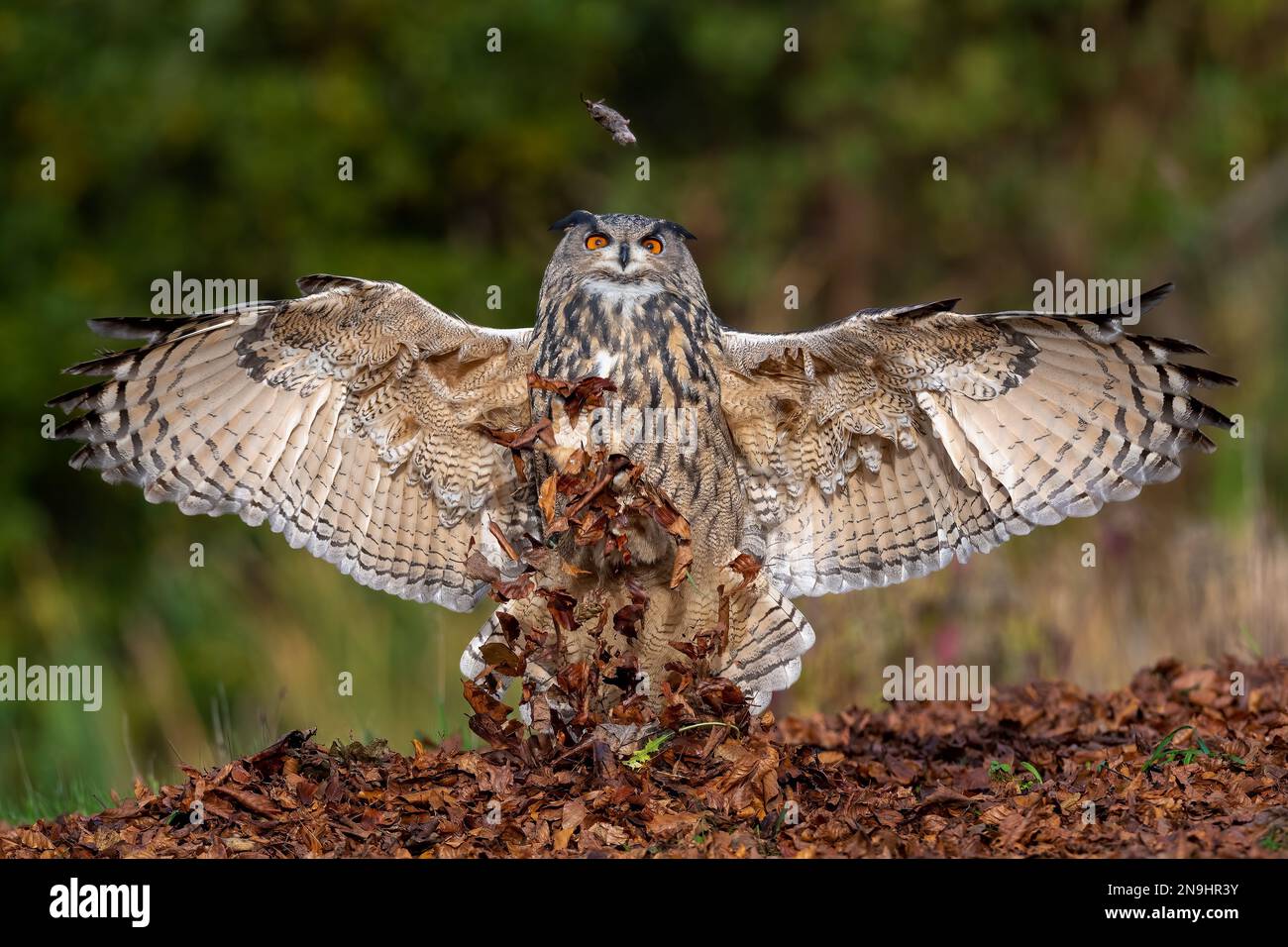 Eagle with mouse hi-res stock photography and images - Alamy