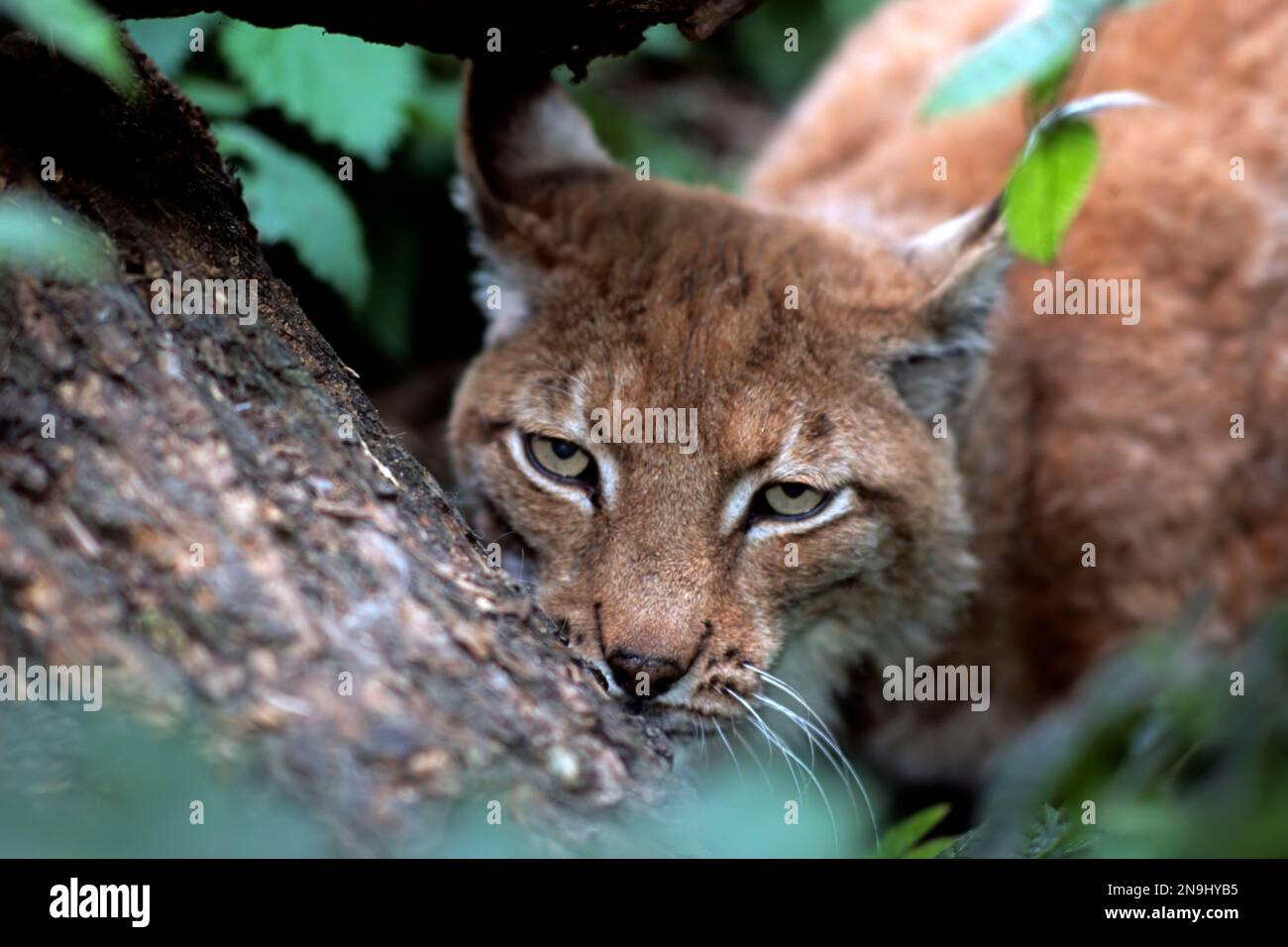 Eurasian lynx (lynx lynx) hiding behind log Stock Photo - Alamy