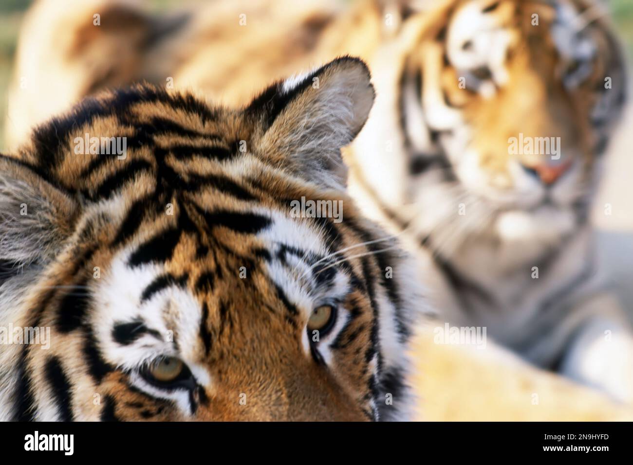 Close in shot of two tigers (Panthera tigris) - eyes in focus on near ...