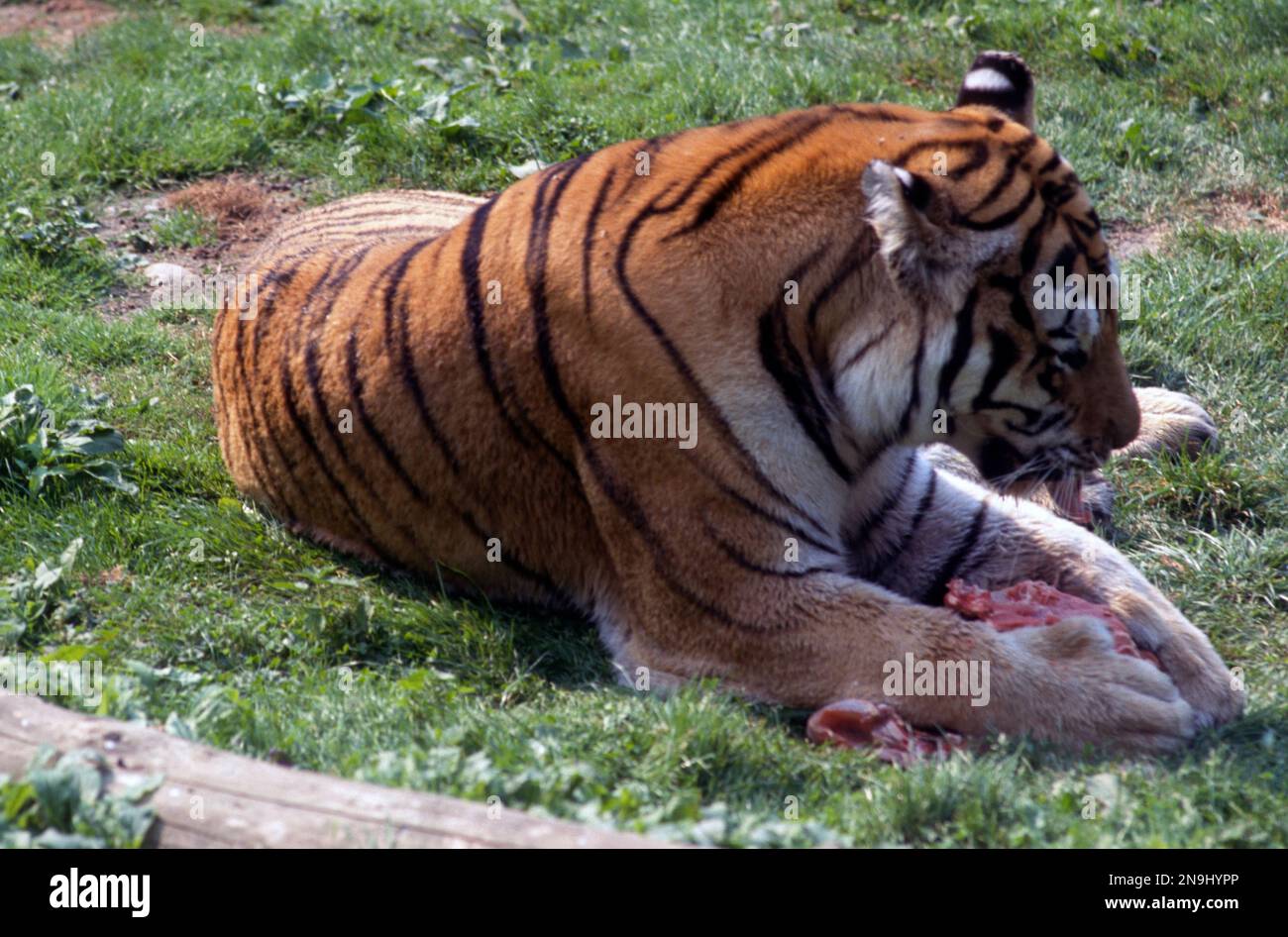 Tiger (Panthera tigris) lying down eating food Stock Photo - Alamy