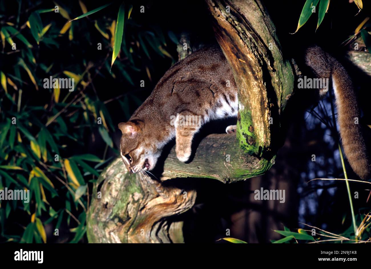 Rusty spotted cat body hi-res stock photography and images - Alamy
