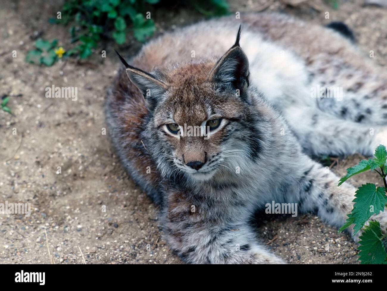Lynx lying down hi-res stock photography and images - Alamy