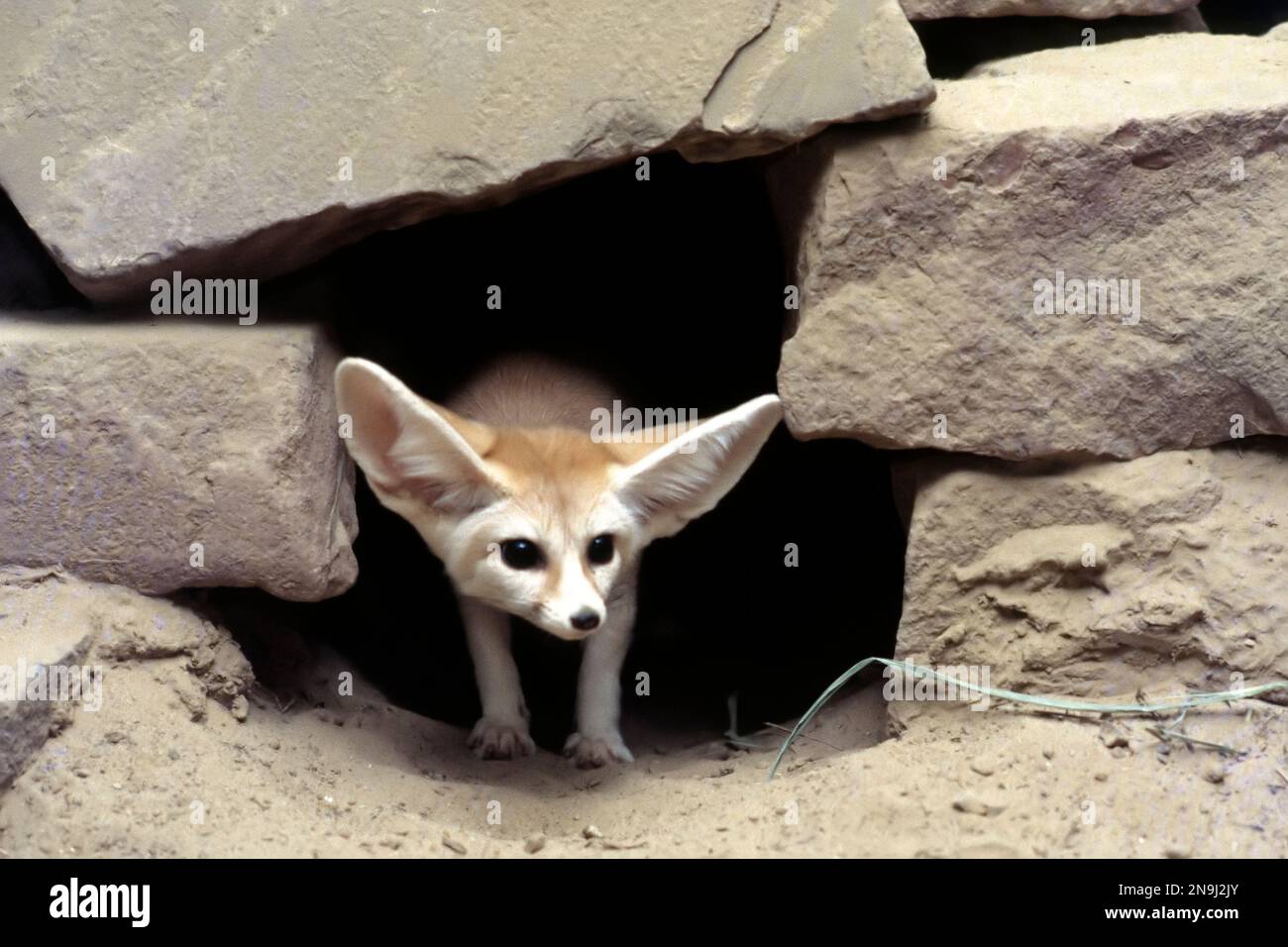 Fennec fox (Vulpes zerda) emerging from its den Stock Photo - Alamy