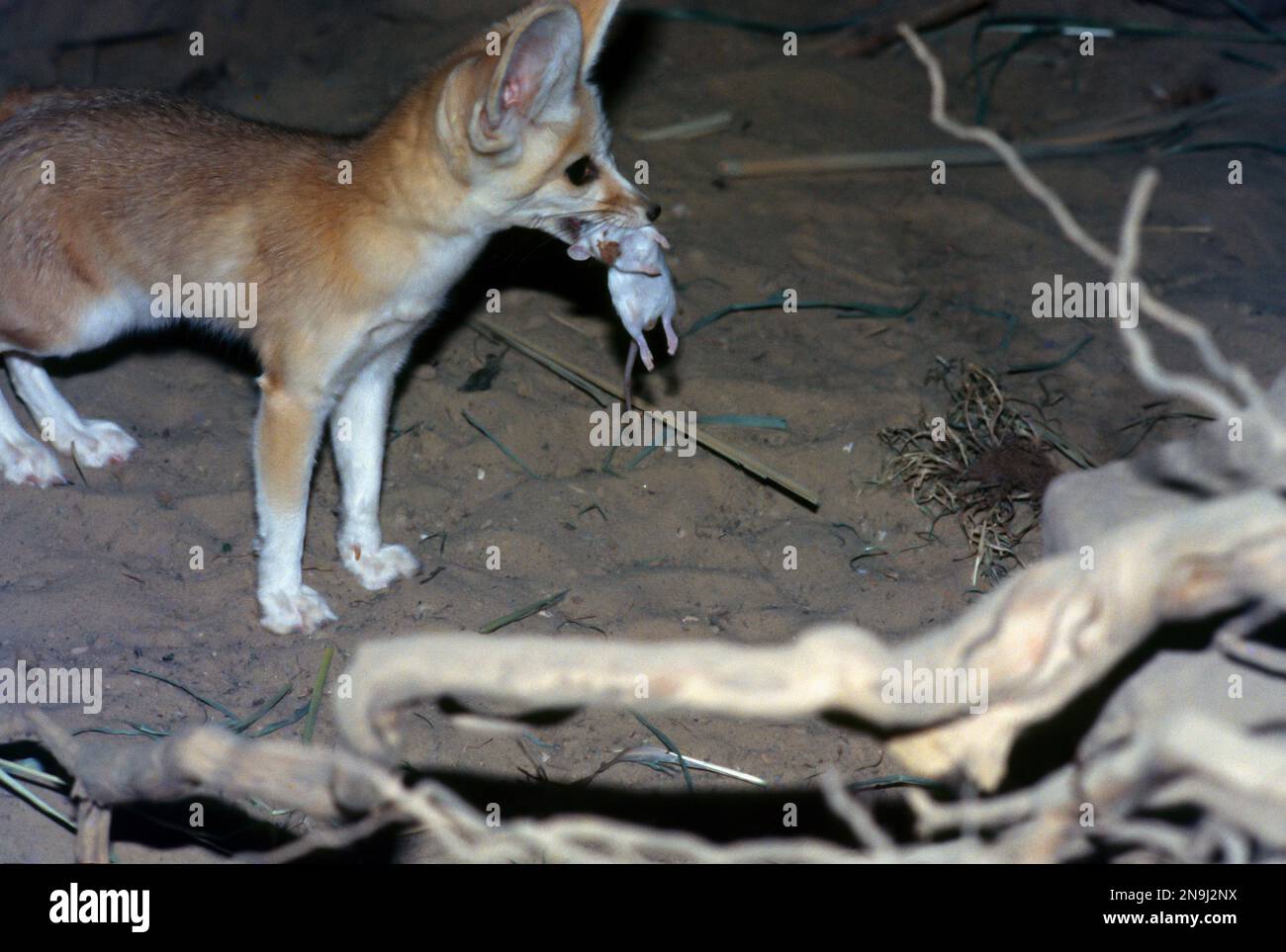 Fennec fox (Vulpes zerda) with mouse in it's mouth Stock Photo - Alamy
