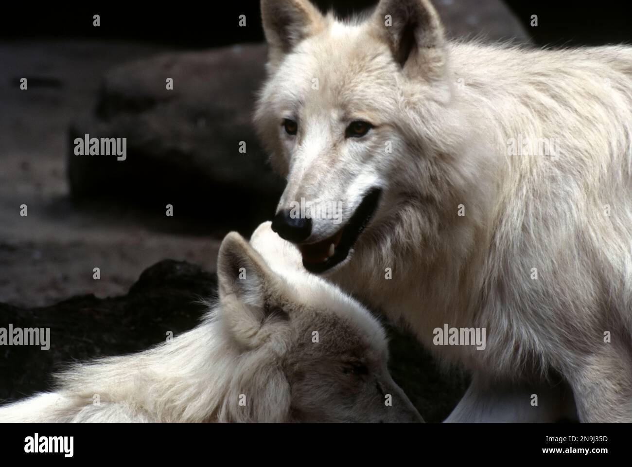 Grey wolves (gray wolves) - canis lupis in winter white coat Stock ...