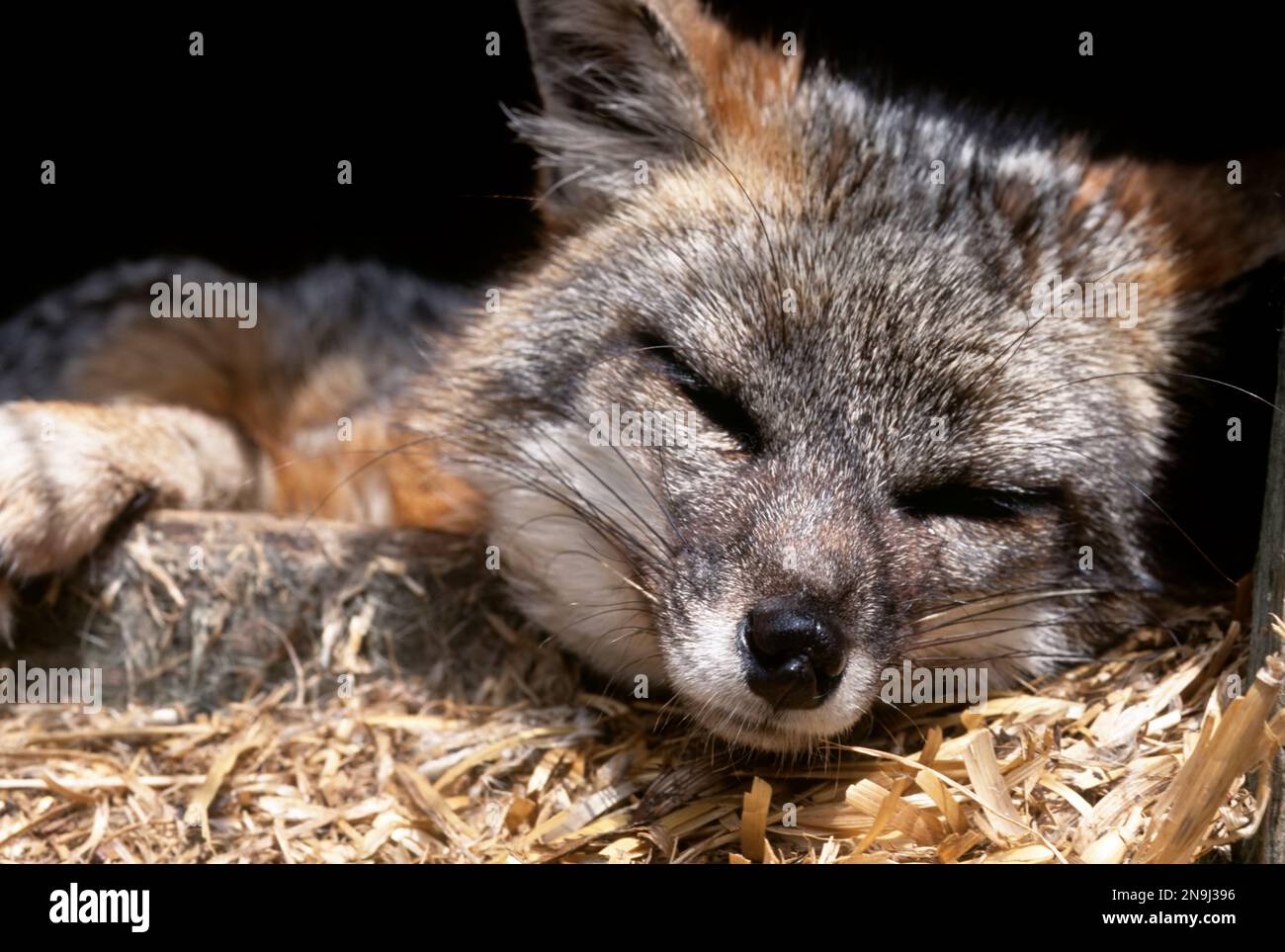 Gray (grey) fox (Urocyon cinereoargenteus) resting in straw Stock Photo ...