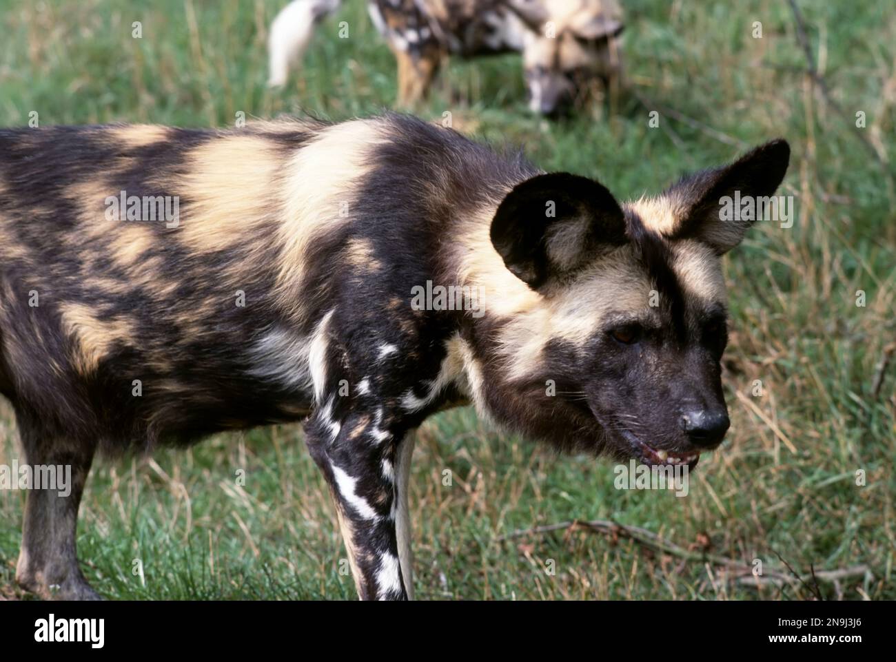 African wild dogs (Lycaon pictus) in group behaviour Stock Photo - Alamy