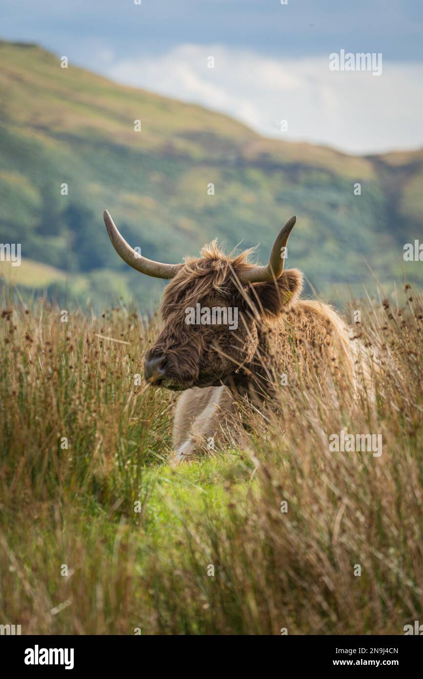 A vertical shot of a highland cow with horns in the countryside in ...