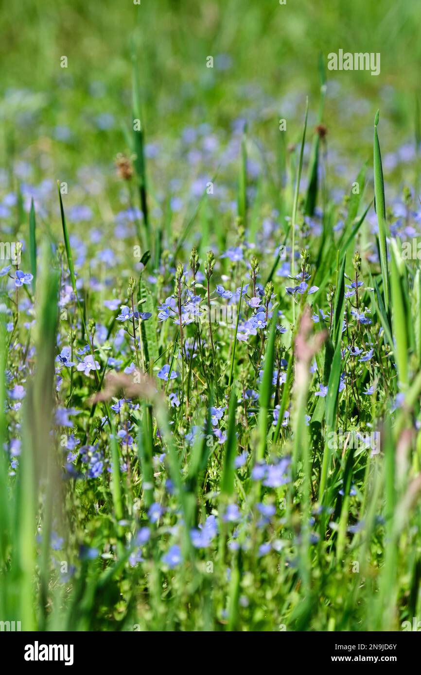 Field of blue flowers, Veronica chamaedrys, germander speedwell ...