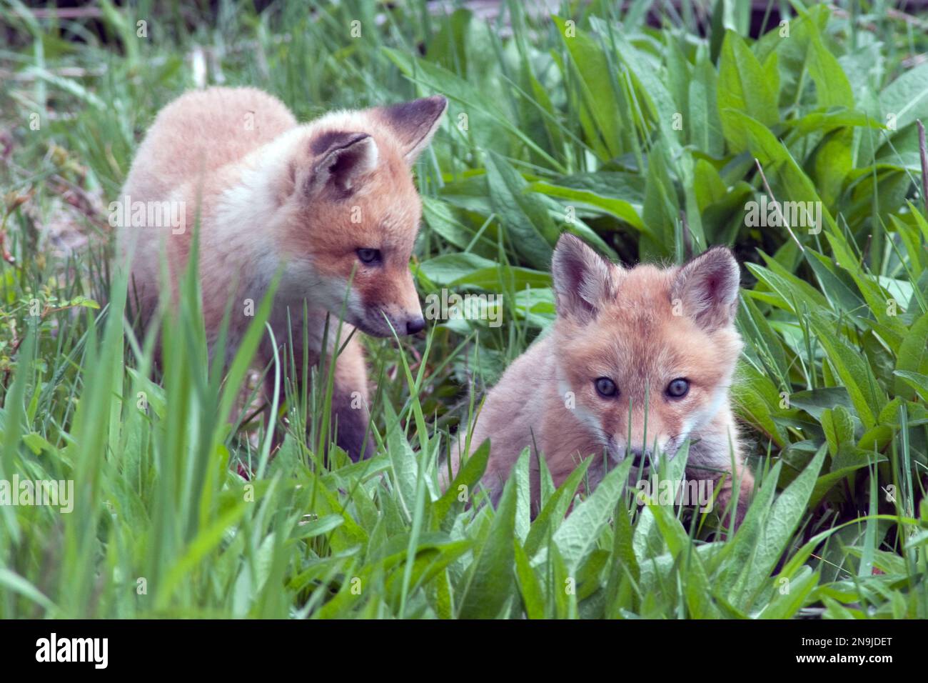 Two red foxes cute hi-res stock photography and images - Alamy