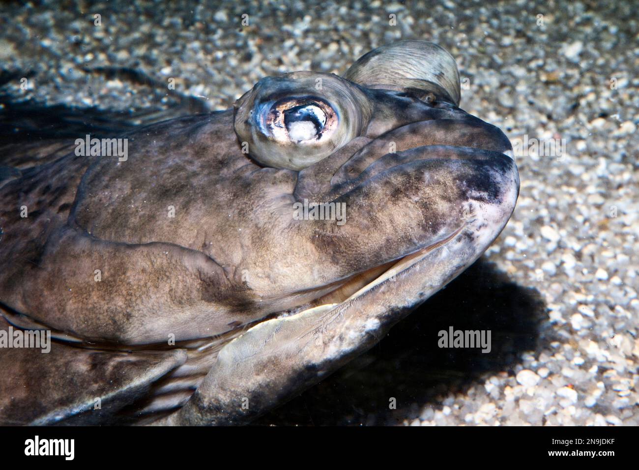 Halibut hi-res stock photography and images - Alamy