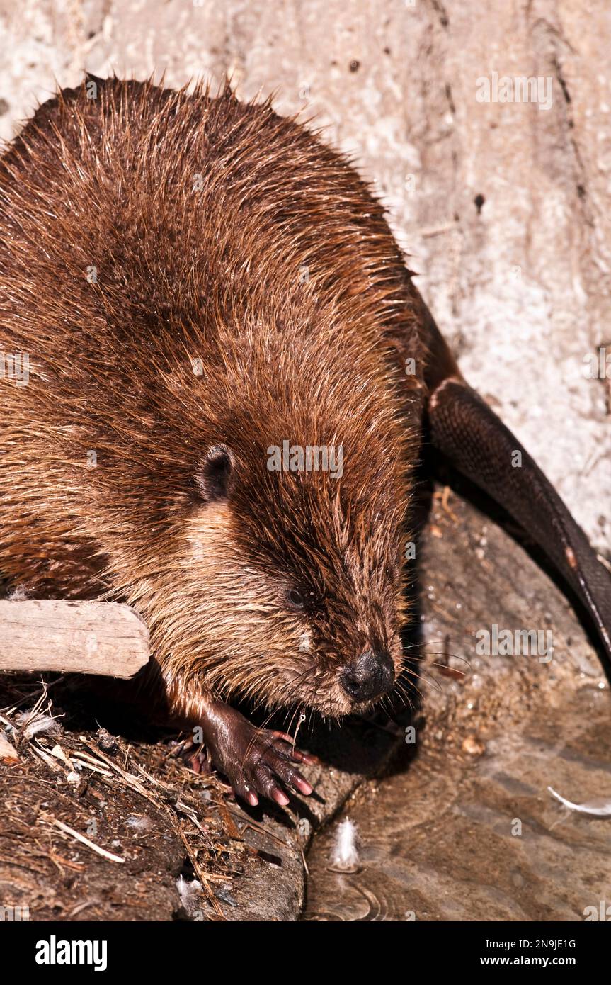 North American Beaver eating Stock Photo - Alamy