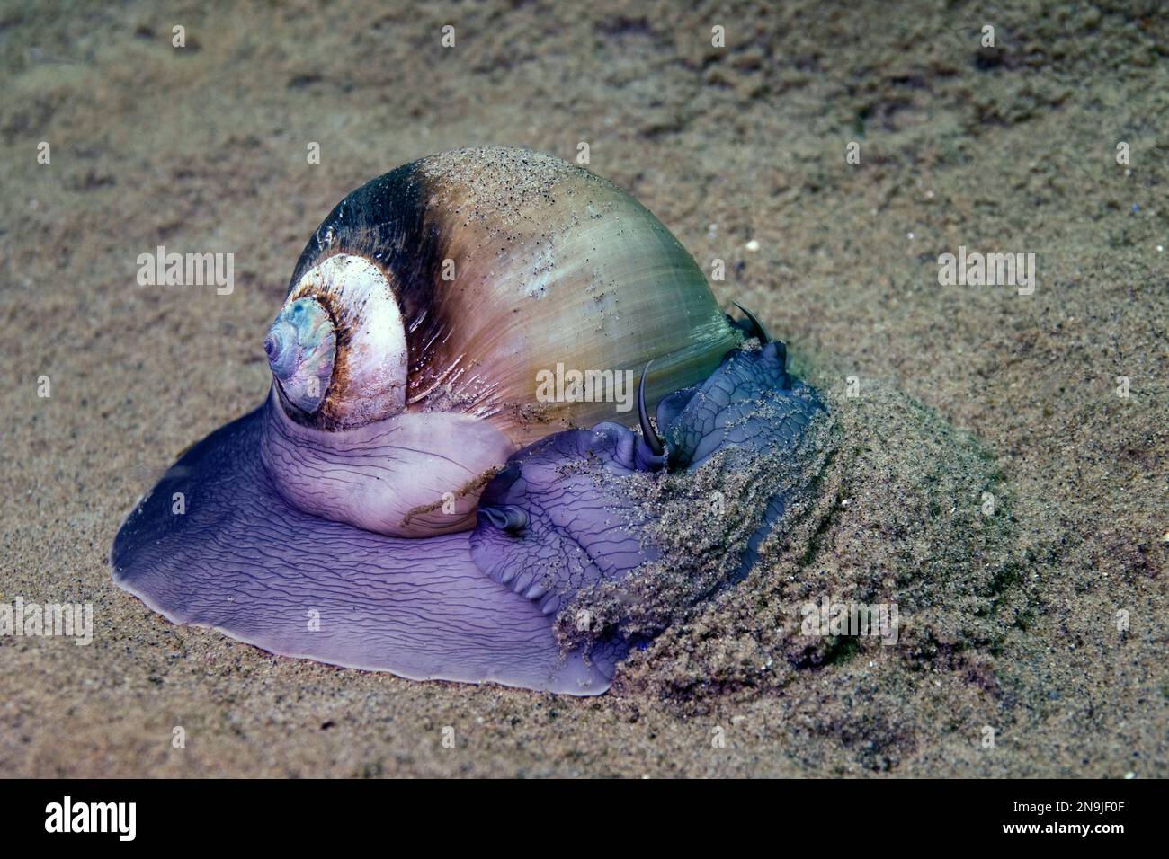 Northern moonsnail hi-res stock photography and images - Alamy