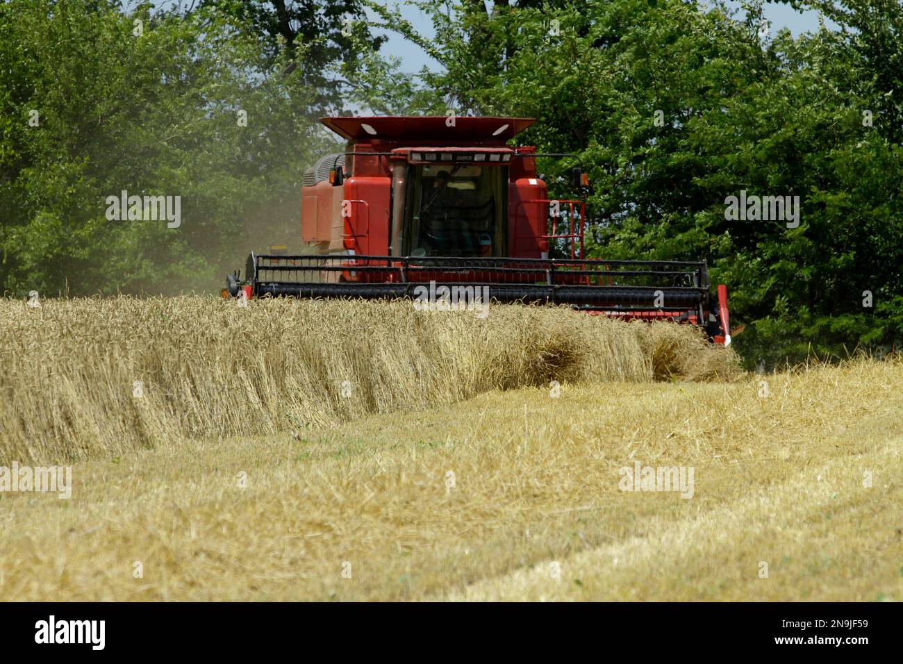 Central Illinois farmer Jacob Hermes uses a combine to harvest his ...