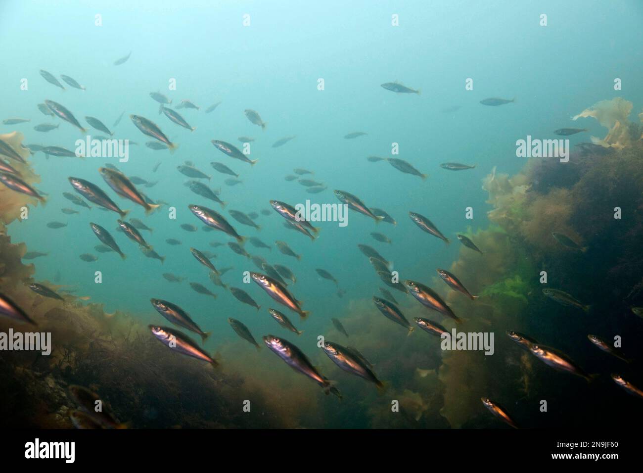 Pollock schooling, juveniles Stock Photo - Alamy