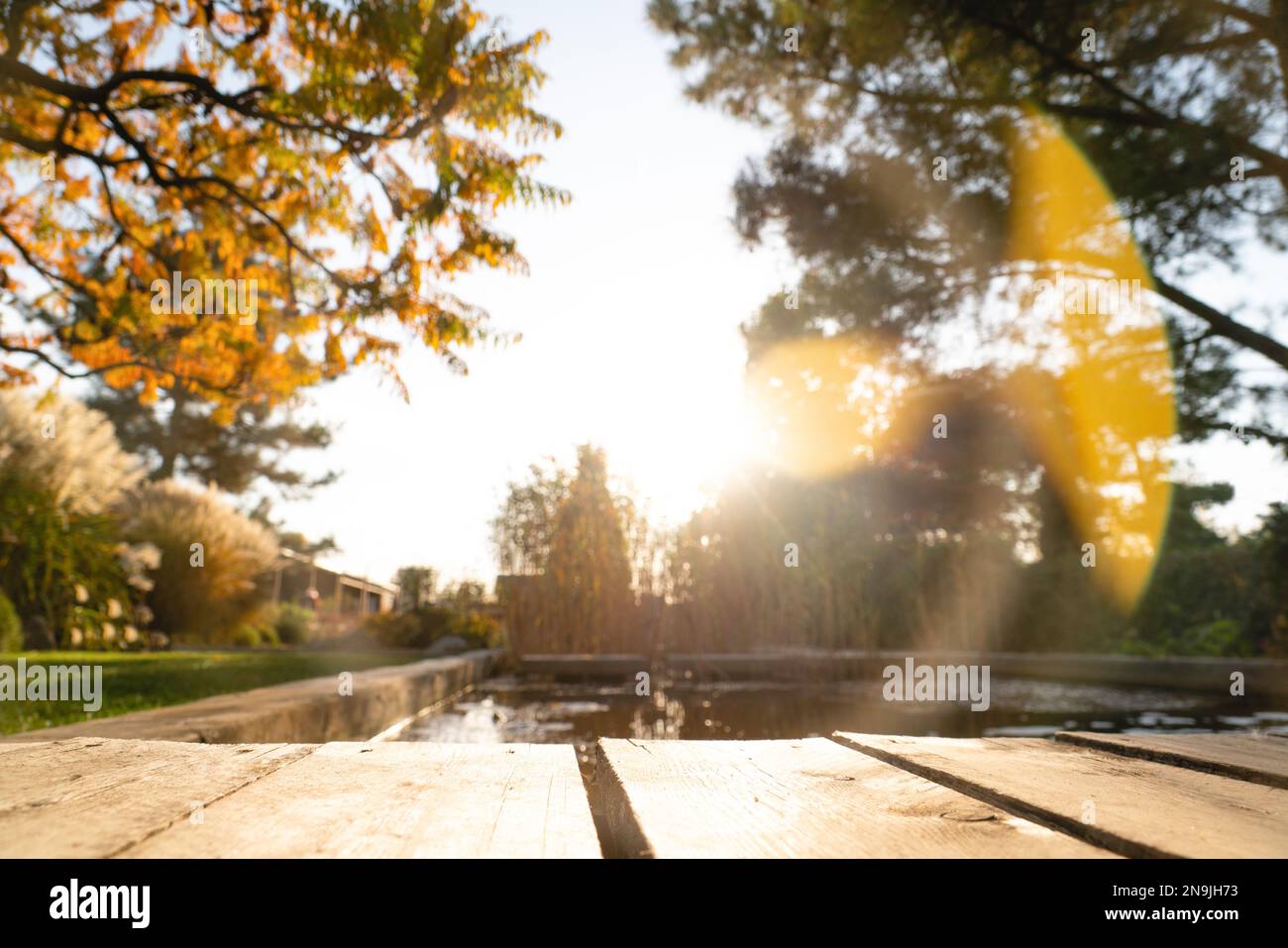 Sunset in the garden. Plants in the garden with sun rays close-up Stock ...