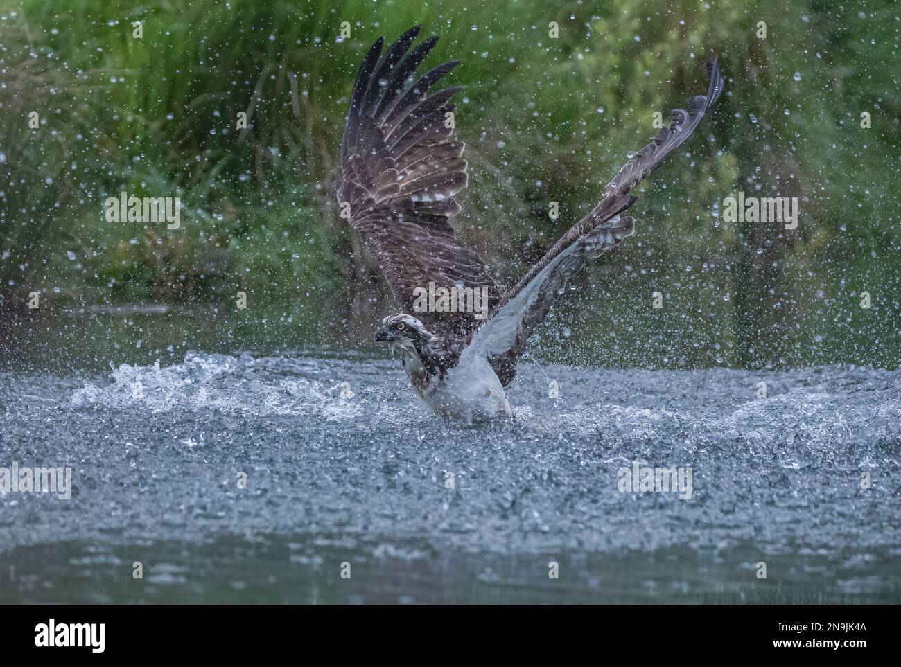 Action shot of an Osprey (Pandion haliaetus) spray everywhere, wings ...