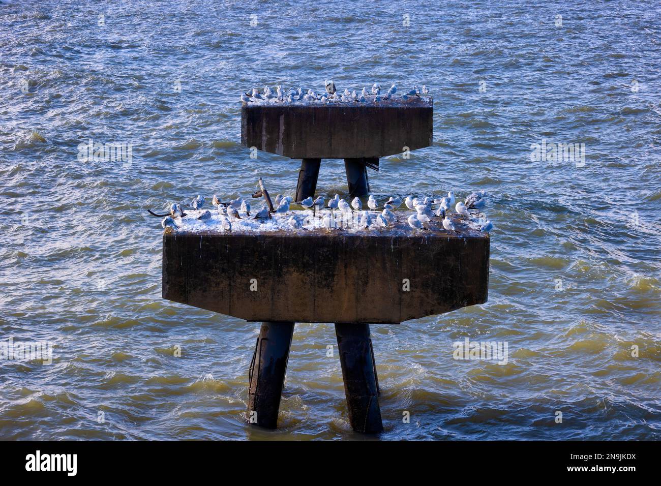 Seagulls perch on cement pilings remnants from of old pier at Edgewater ...