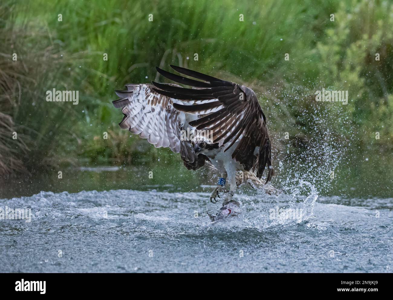 Action shot of an Osprey (Pandion haliaetus) spray everywhere, wings ...