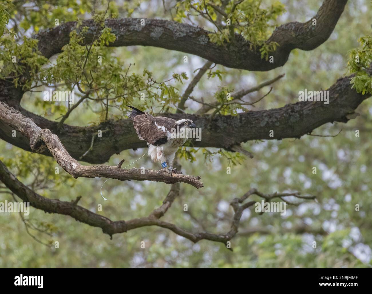 Funny osprey hi-res stock photography and images - Alamy