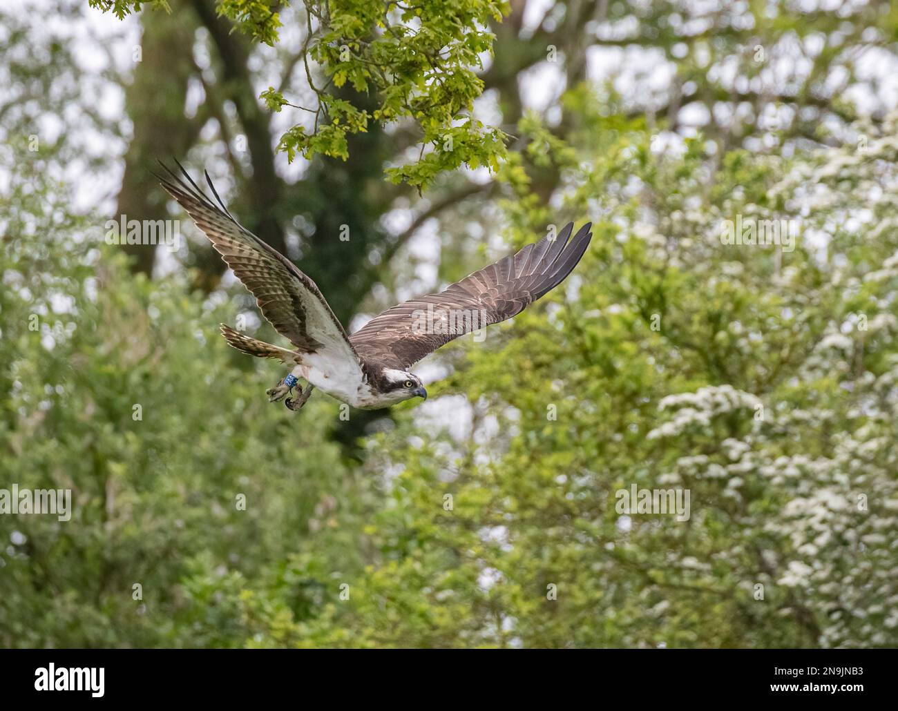 An Osprey (Pandion haliaetus) In flight against a natural green ...