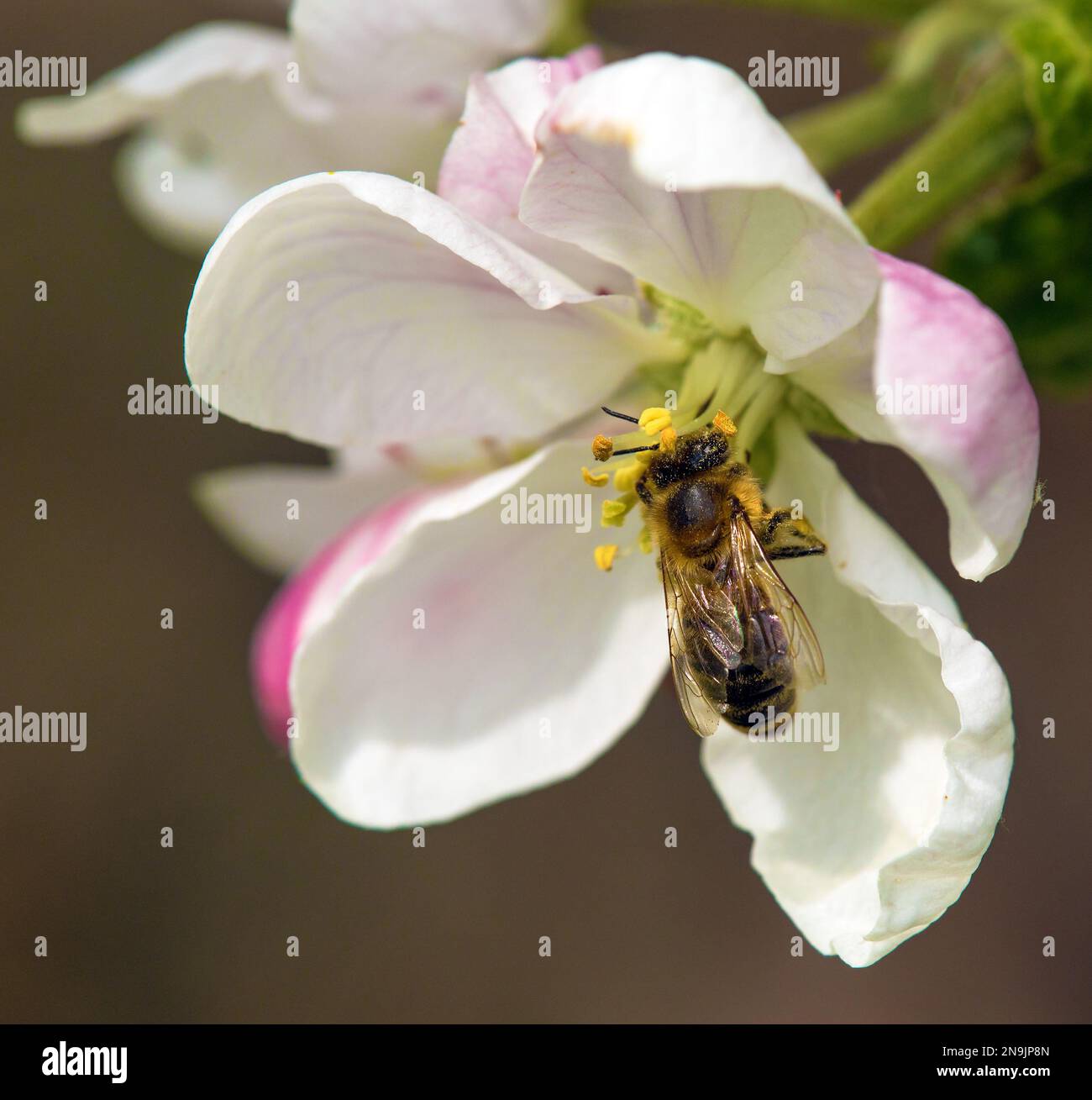 bee or honeybee in Latin Apis Mellifera, european or western honey bee ...