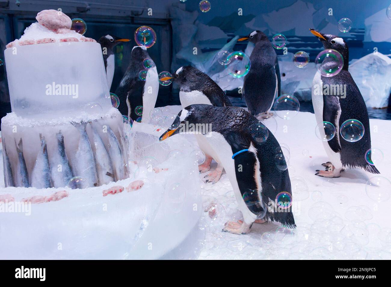 Gentoo Penguins celebrate their Anniversary at the London Aquarium to ...