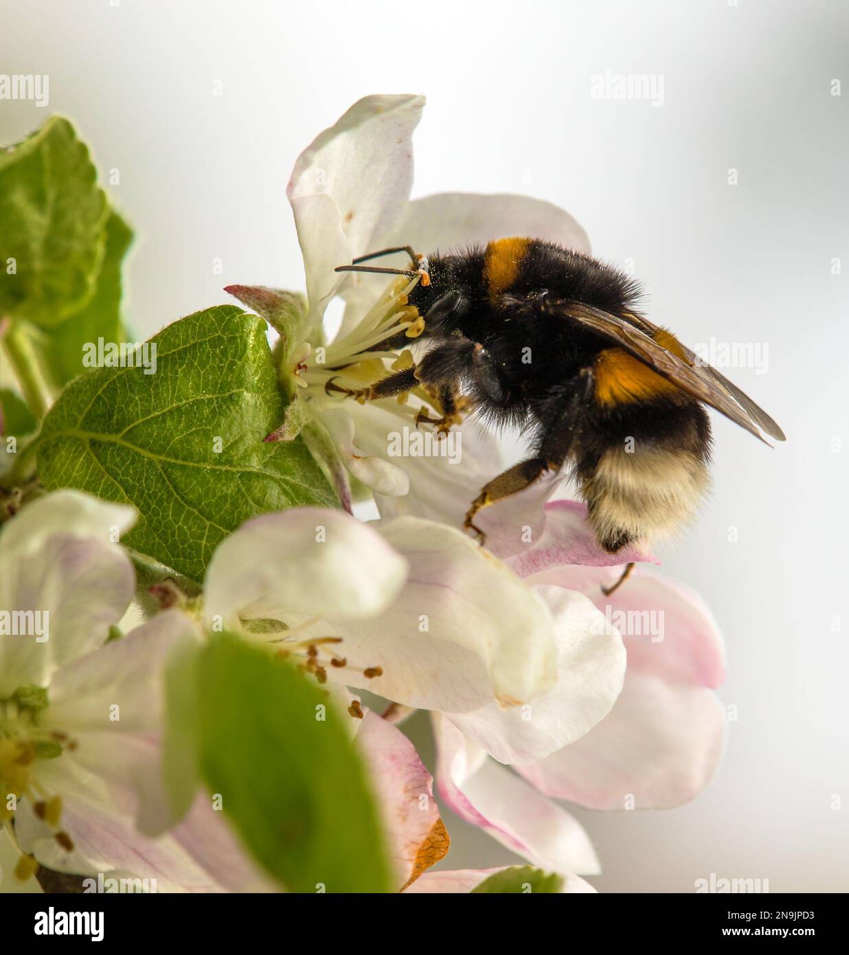 detail of bumblebee on flower of apple tree springtime macro view Stock ...