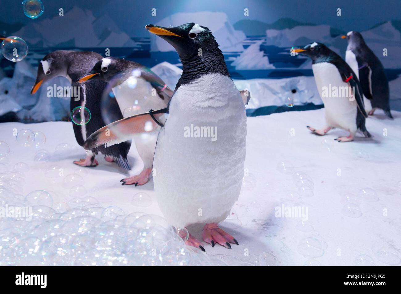 Gentoo Penguins celebrate their Anniversary at the London Aquarium to ...