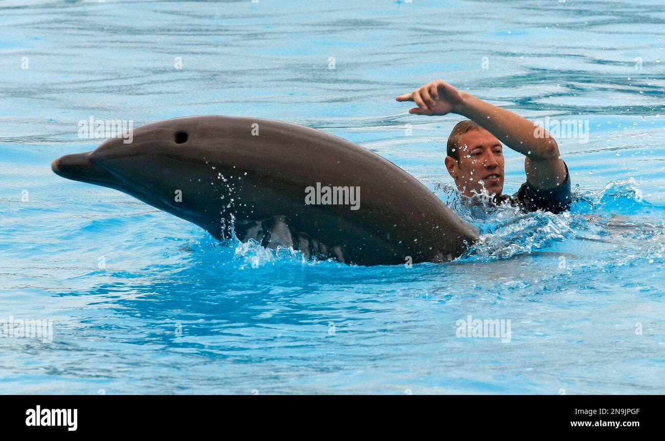 French swimmer champion Alain Bernard , swims with a dolphin at the ...