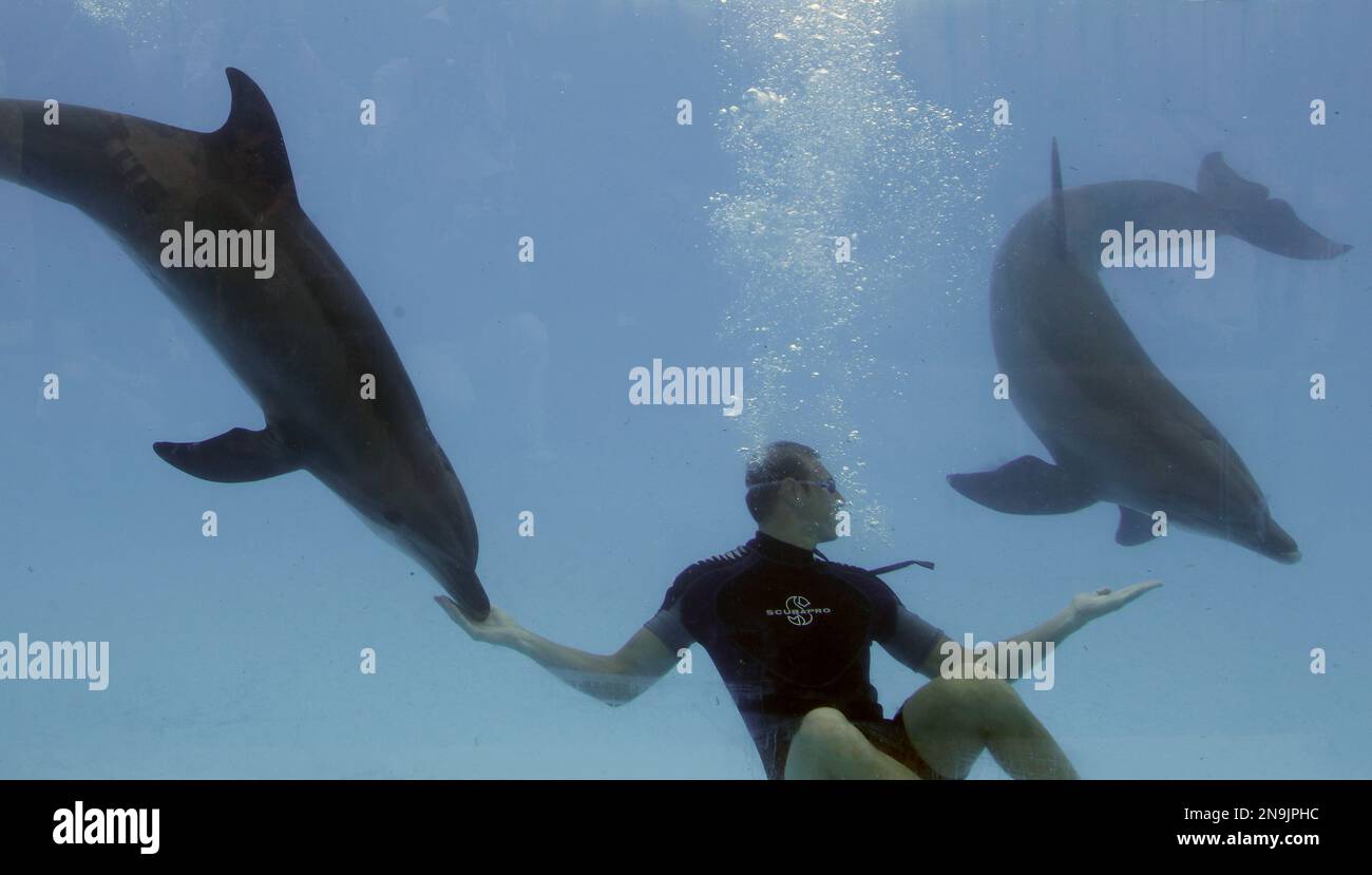 French swimmer champion Alain Bernard , swims with dolphins at the ...
